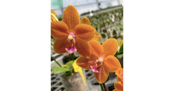 Орхидея Phal. Orange C - купить, доставка Украина